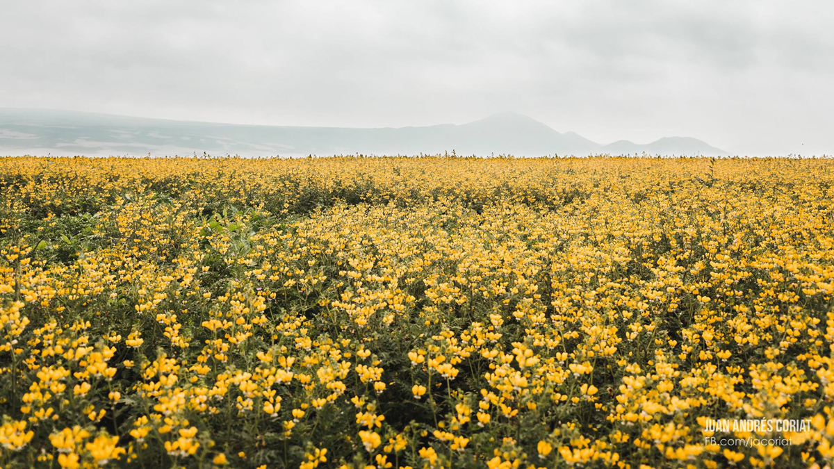 Lomas costeras: 5 lugares para visitar – BRITÁNICO